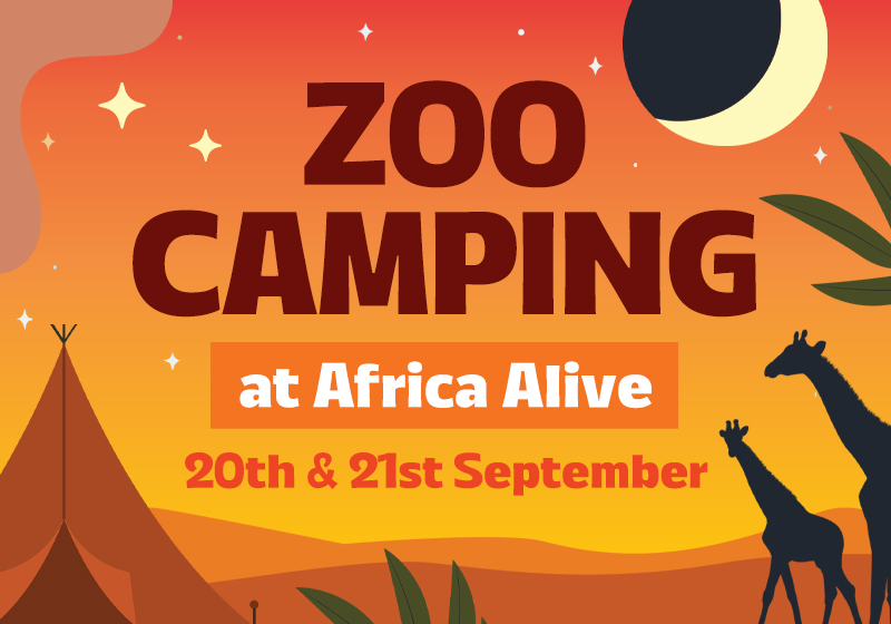 Experience the Wild After Dark at Africa Alive! - Discover Lowestoft